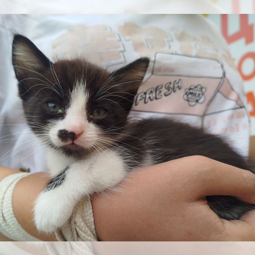 Котята в добрые руки бесплатно мальчик