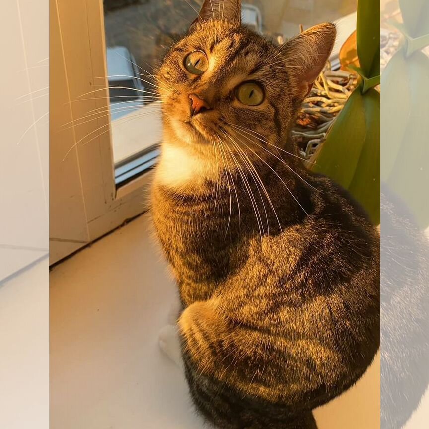 Взрослая кошка в добрые руки