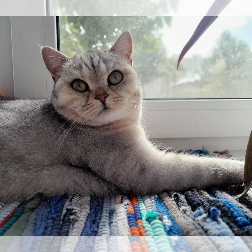 Кошка молодая бесплатно
