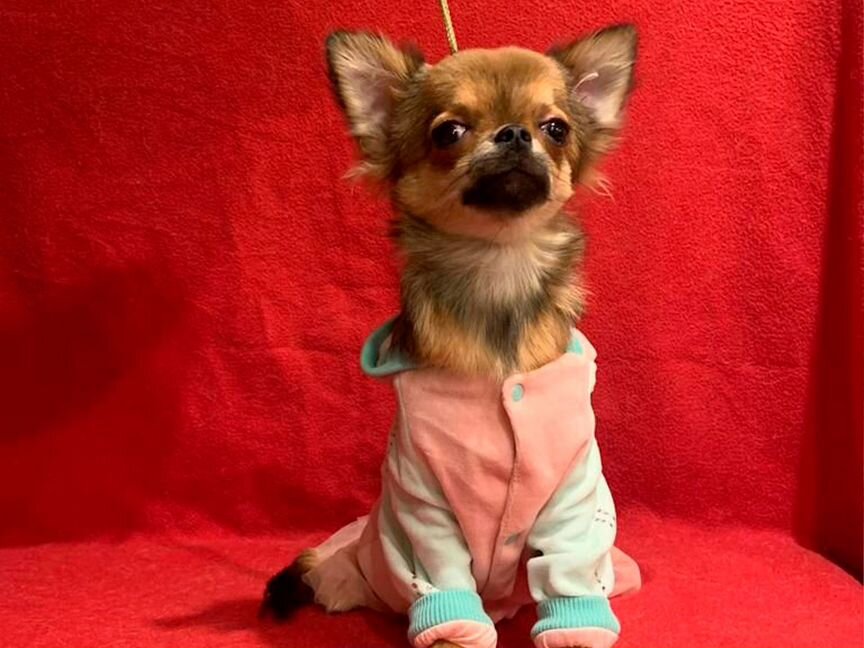 Чихуахуа щенок девочка