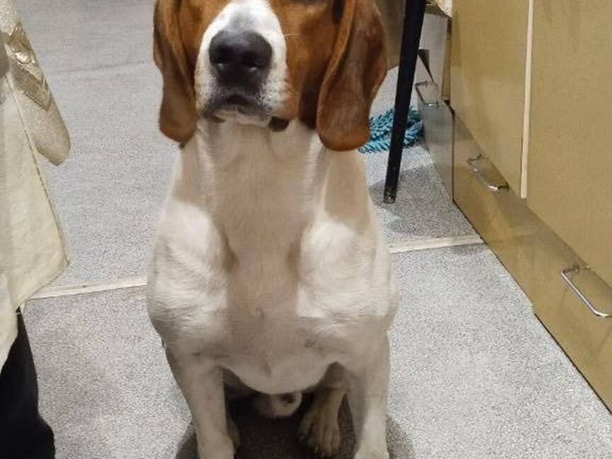 Английский фоксхаунд смесь