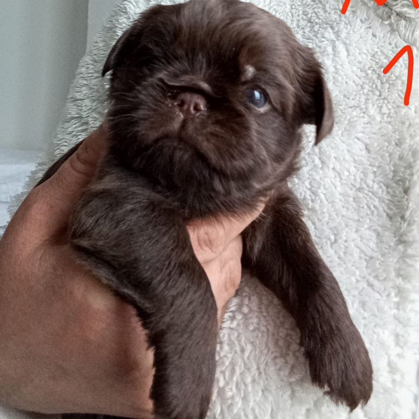 Шоколадные деткиСамые сладкие гриффончики