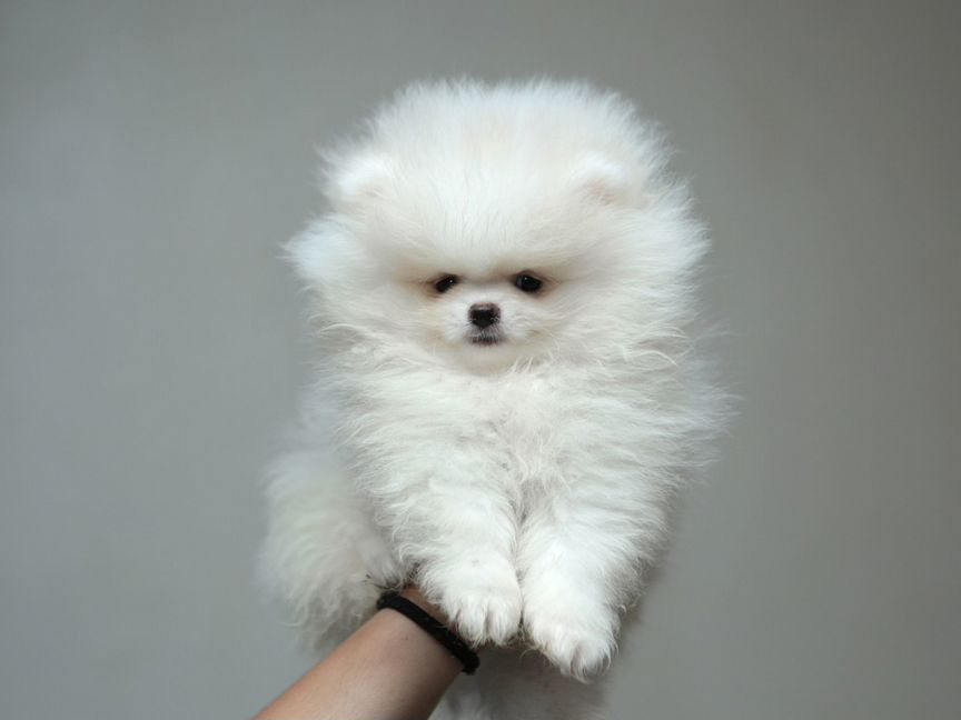 Мини шпиц мальчик