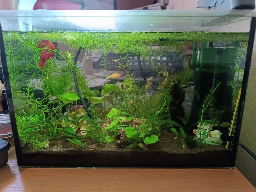 Аквариум 20 литров