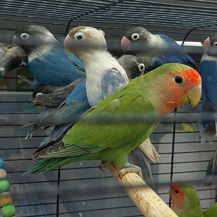 Попугай неразлучники