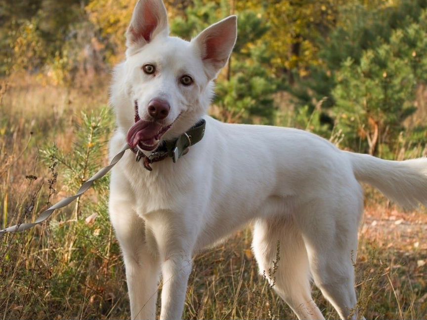 Собака в добрые руки