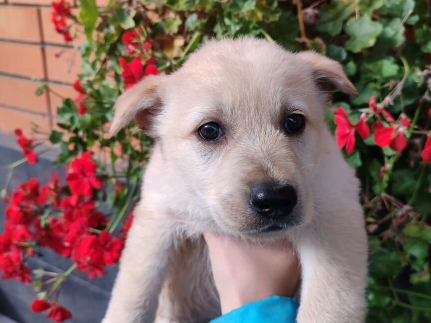 Метис овчарки