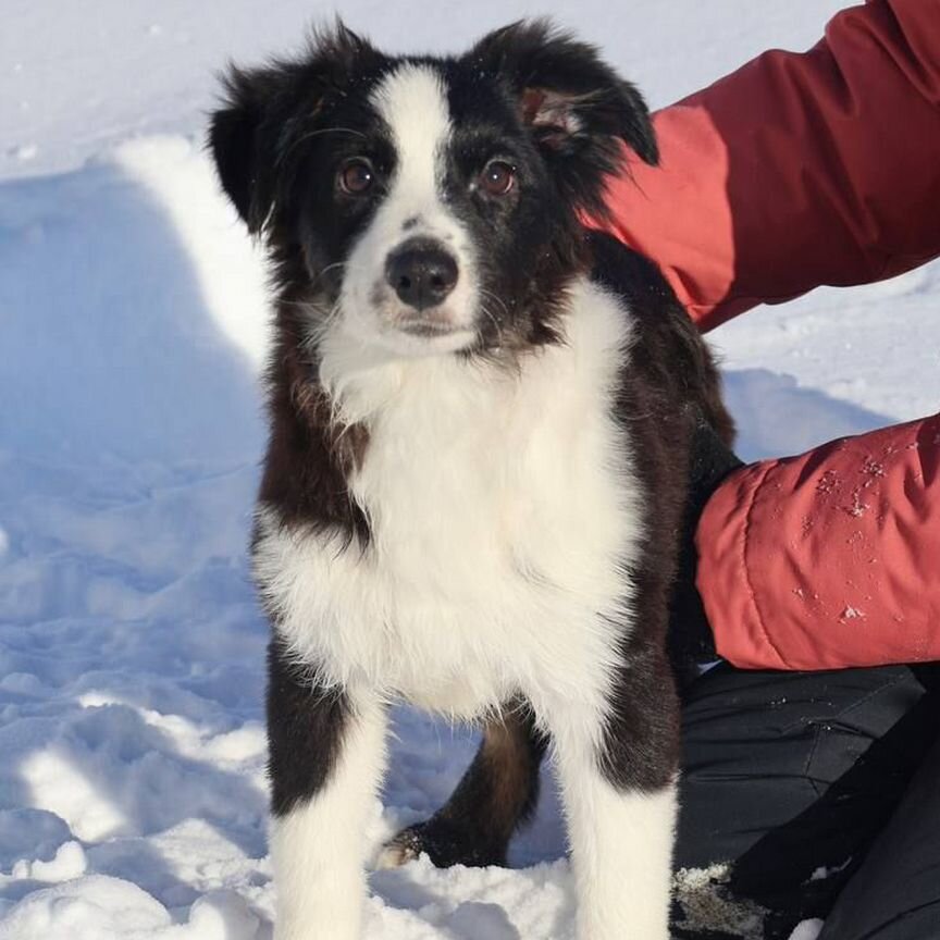 Миниатюрная американская овчарка, щенок