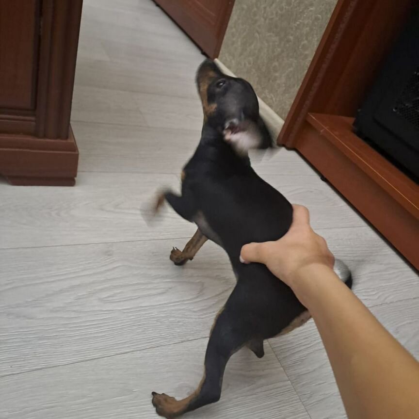 Тоечка (той терьер)