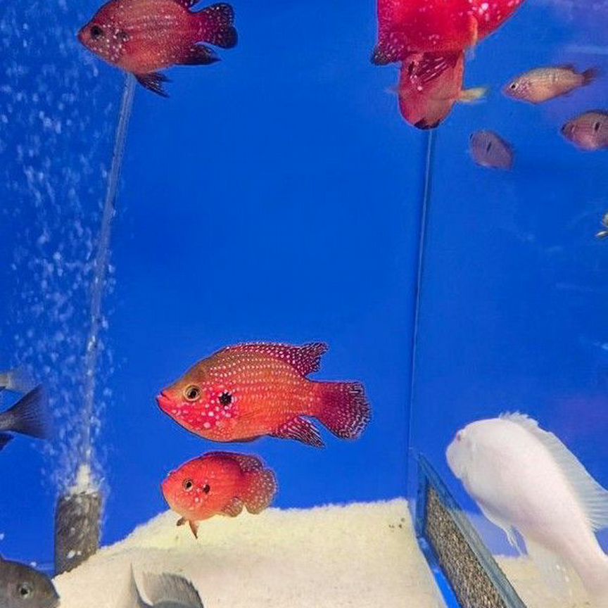 Хромис лифалили