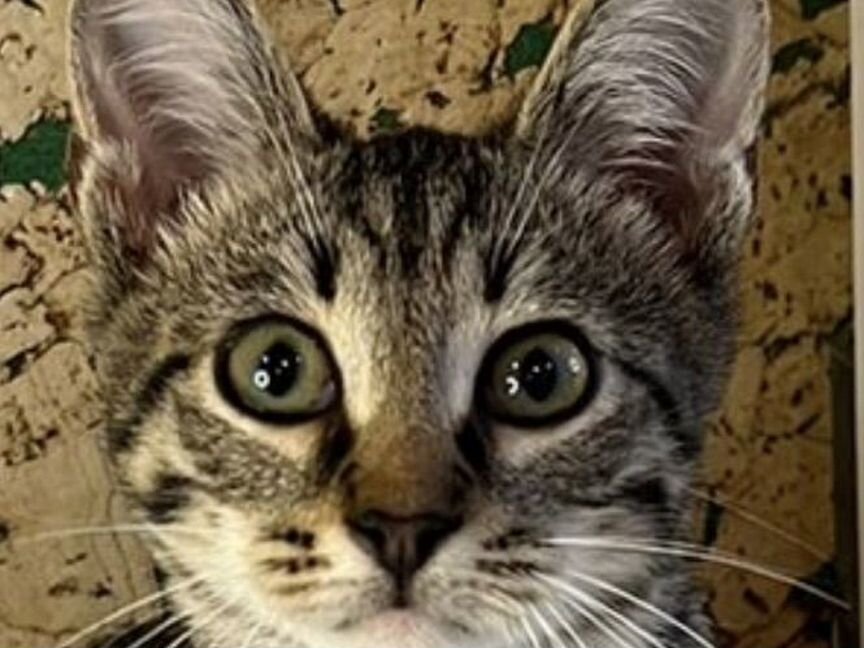 Самый смышленый котенок