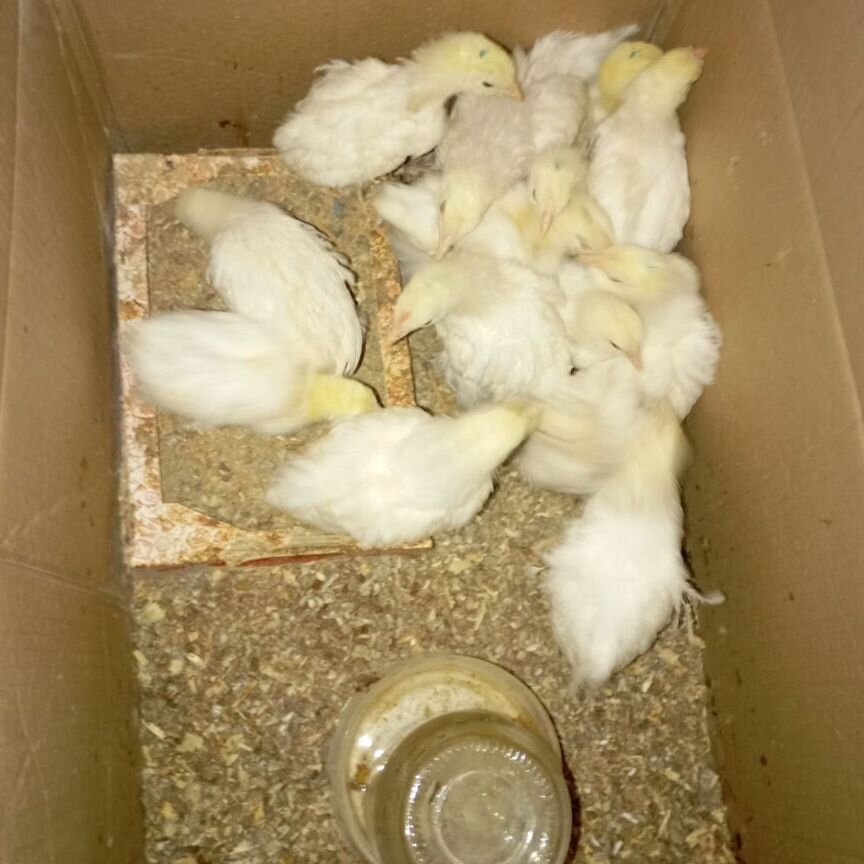 Цыплята несушки 1 месяц