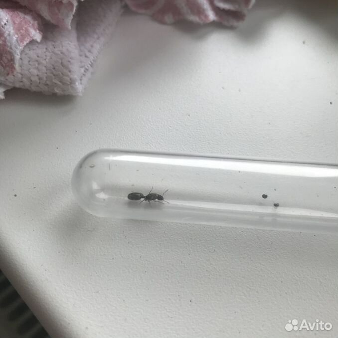 Матка муравья