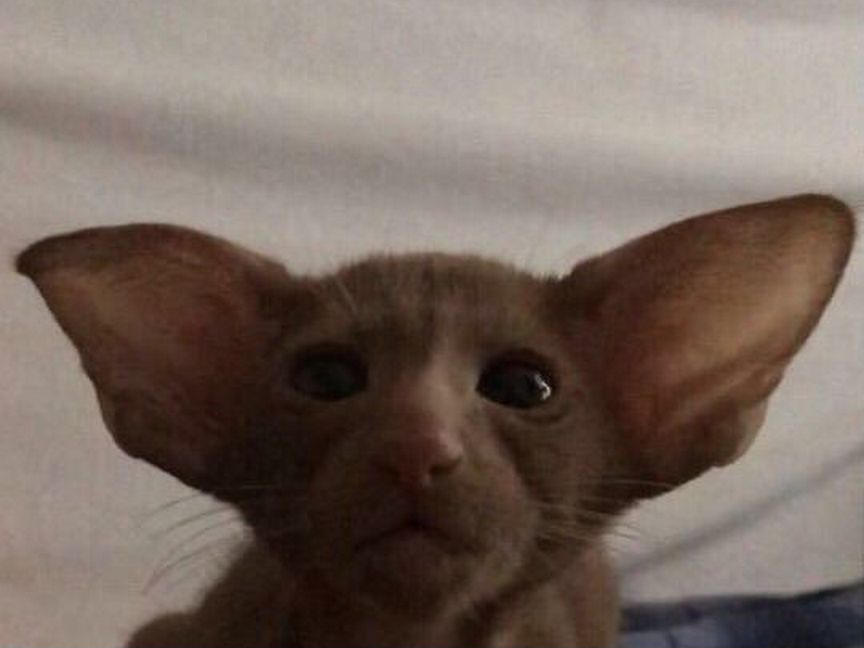 Ориентальный котик