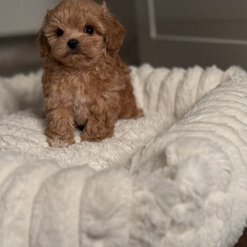 Мальтипу, щенок