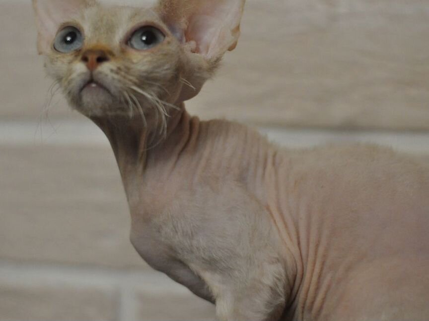 Голубоглазый Девон рекс