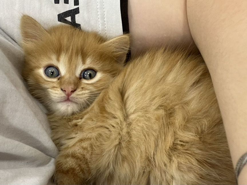 Котята