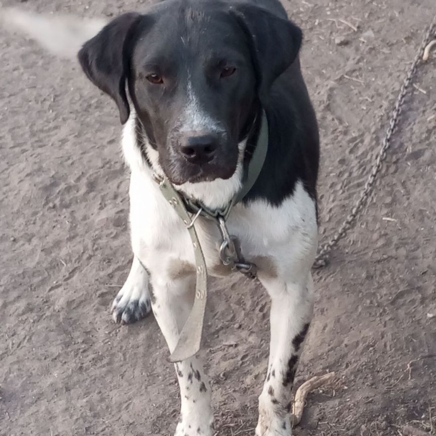 Стаффорд процентный