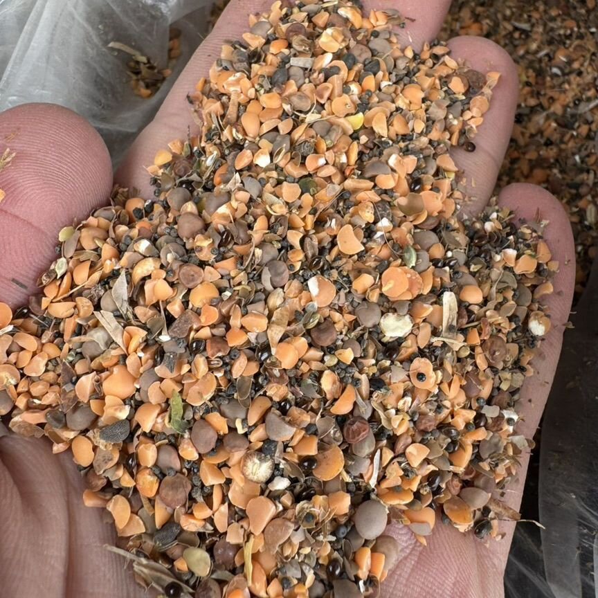 Красная чечевиц