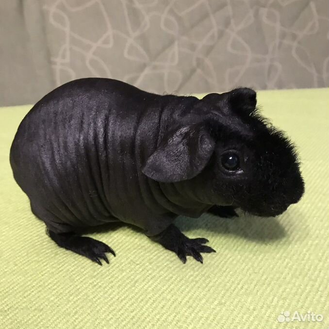 Морская свинка скинни мальчик