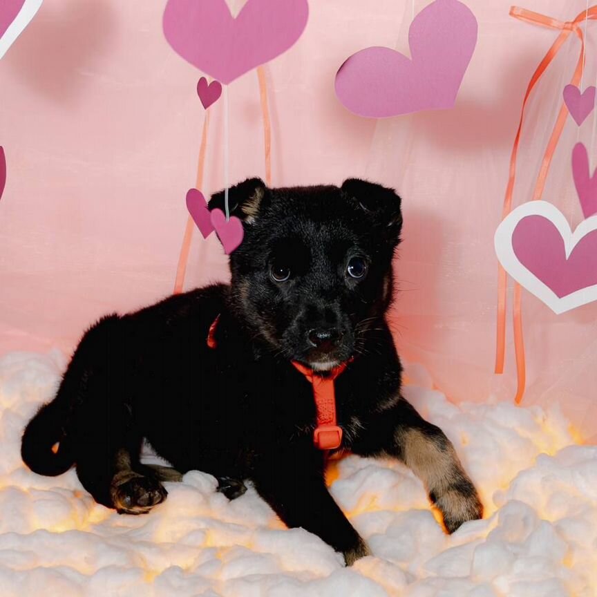 Маленькие щенки в добрые руки