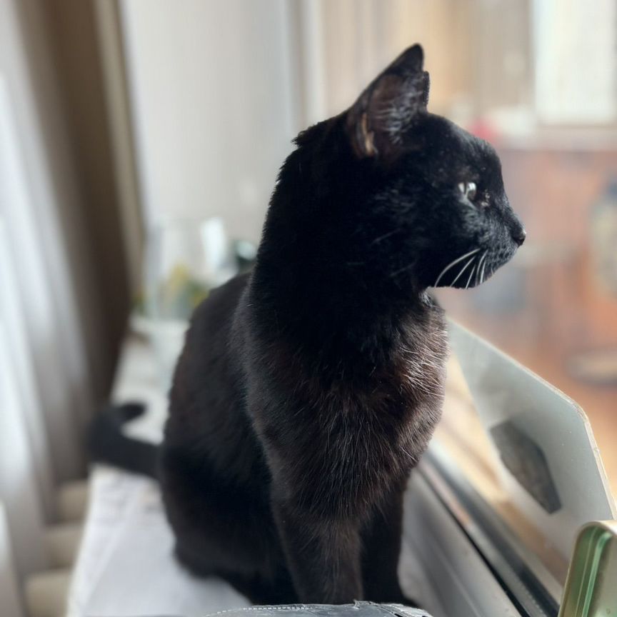 Кошки в добрые руки бесплатно