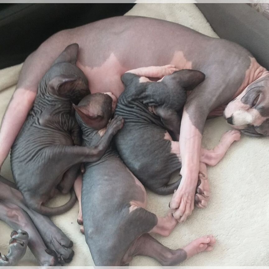 Канадский сфинкс котёнок