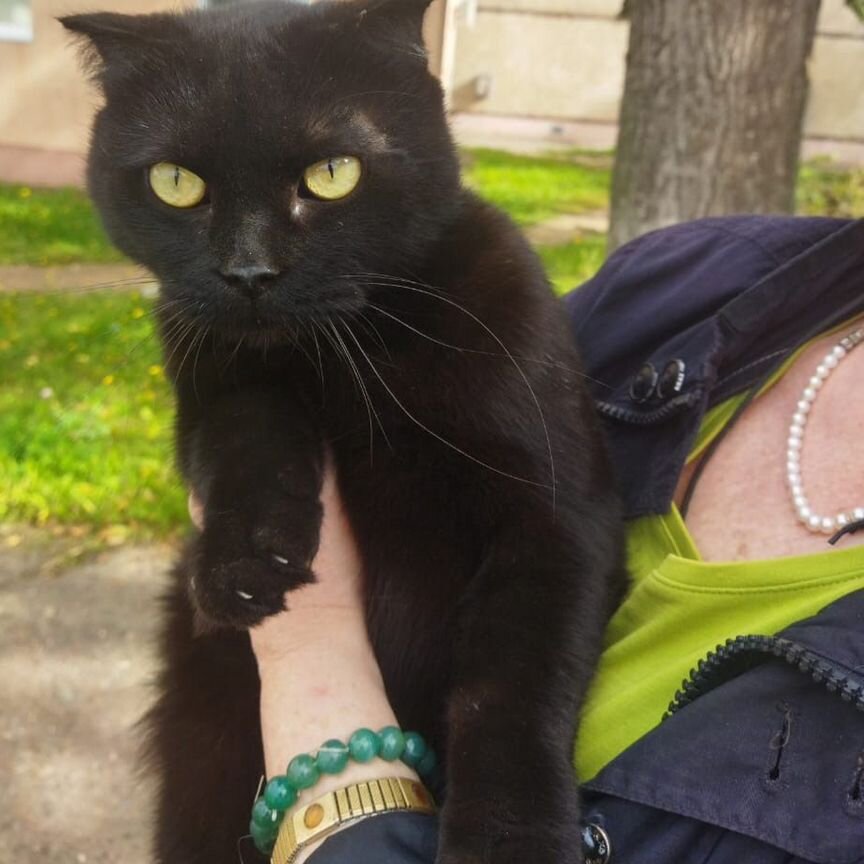 Шикарный Брошенный котик
