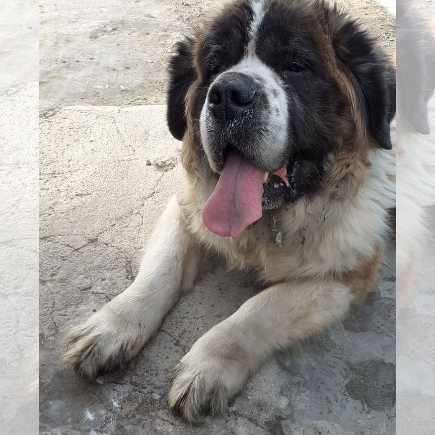 Сенбернар, взрослый пёс