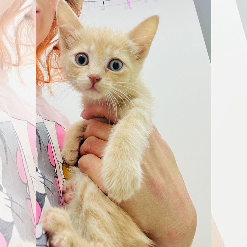 Котёнок в добрые руки