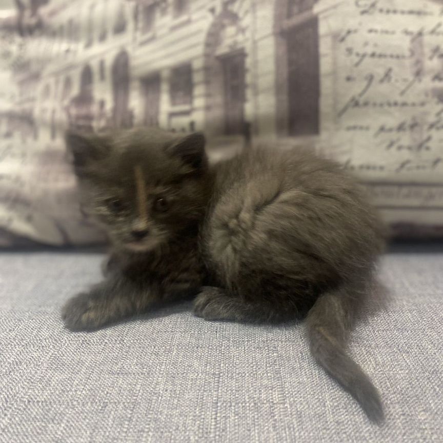 Котенок девочка