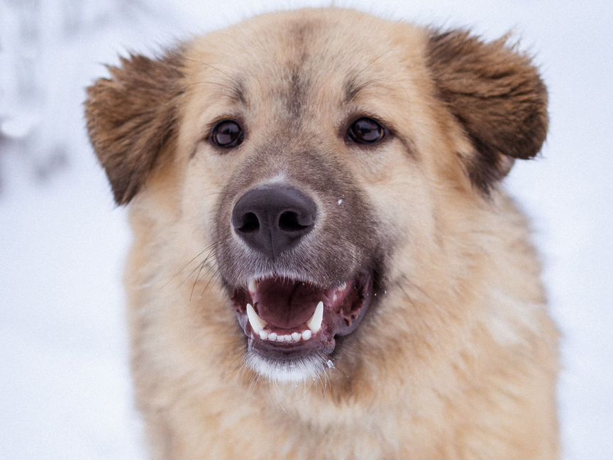 Пушистый медвежонок в самые добрые и заботливые ру