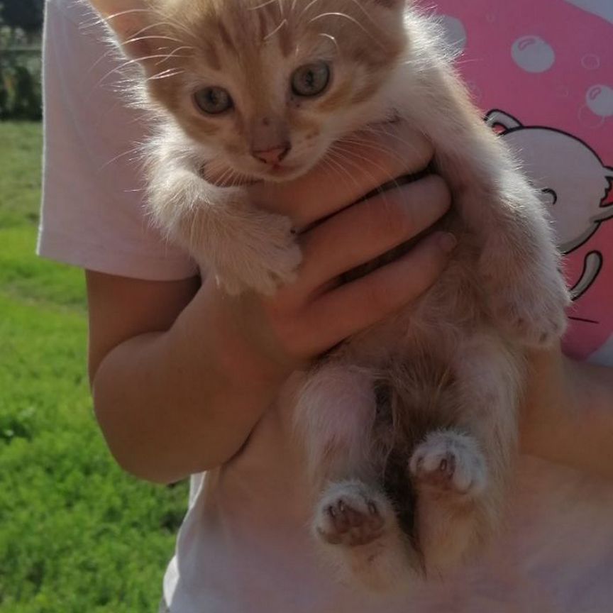 Очаровательный Маркиз 2 мес