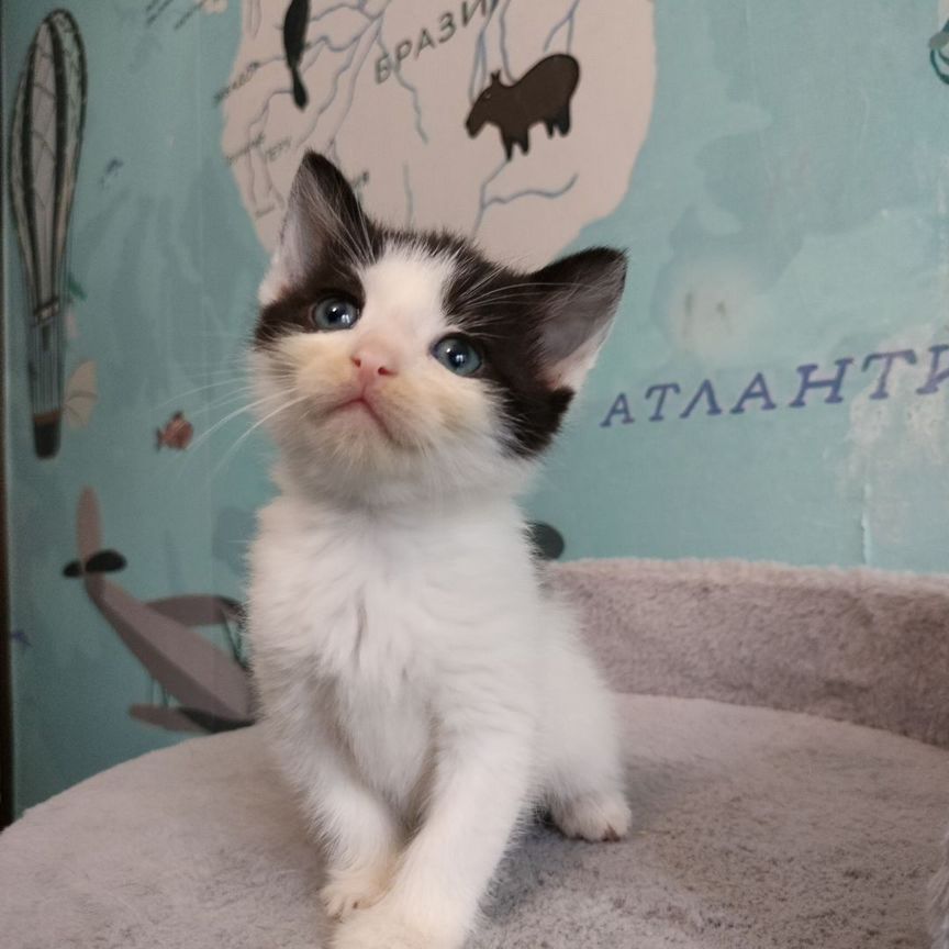Котенок в добрые руки