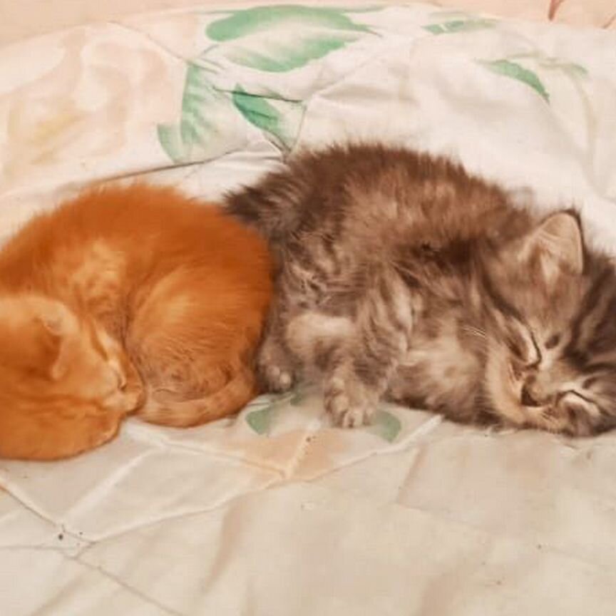 Котята