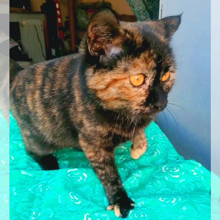 Кошка