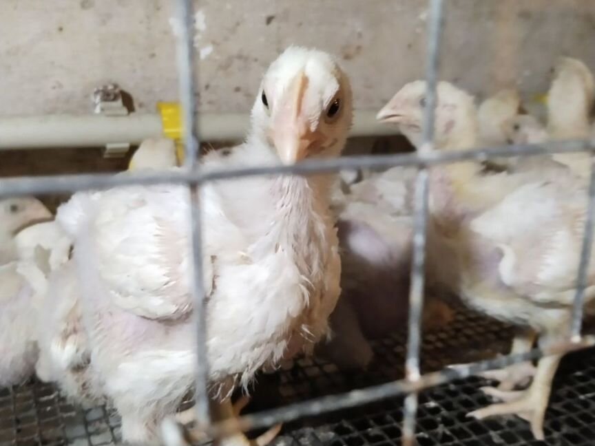 Цыплята бройлеры подрощенные