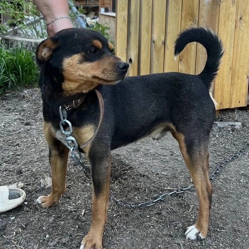 Отдам собаку в добрые руки