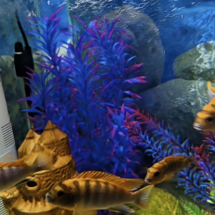 Рыбки цихлиды