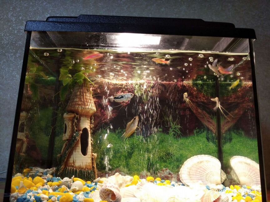 Аквариум с рыбками (40 литров)