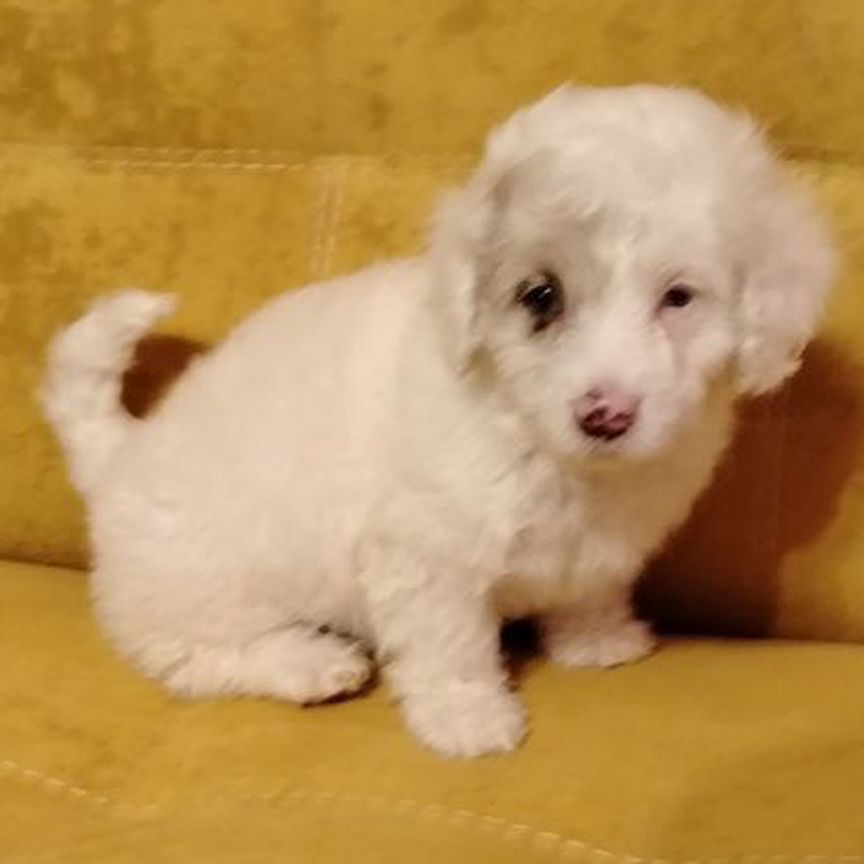 Той-пудель, щенок