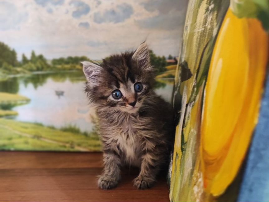 Котенок-домовенок Кузя 1.5 мес