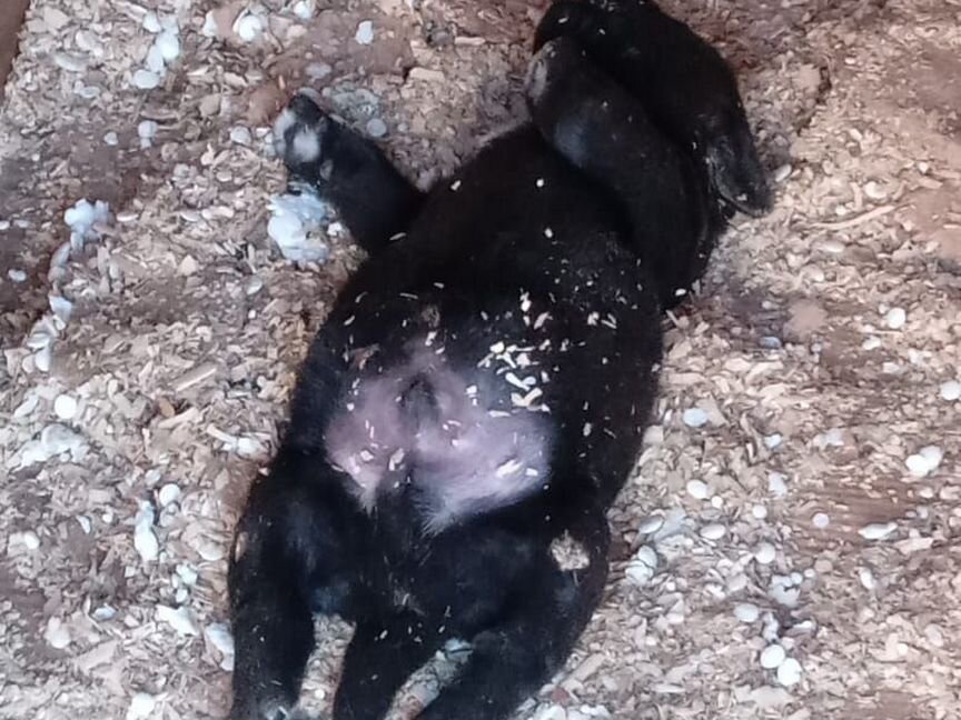 Щенок лабрадора (помесь)