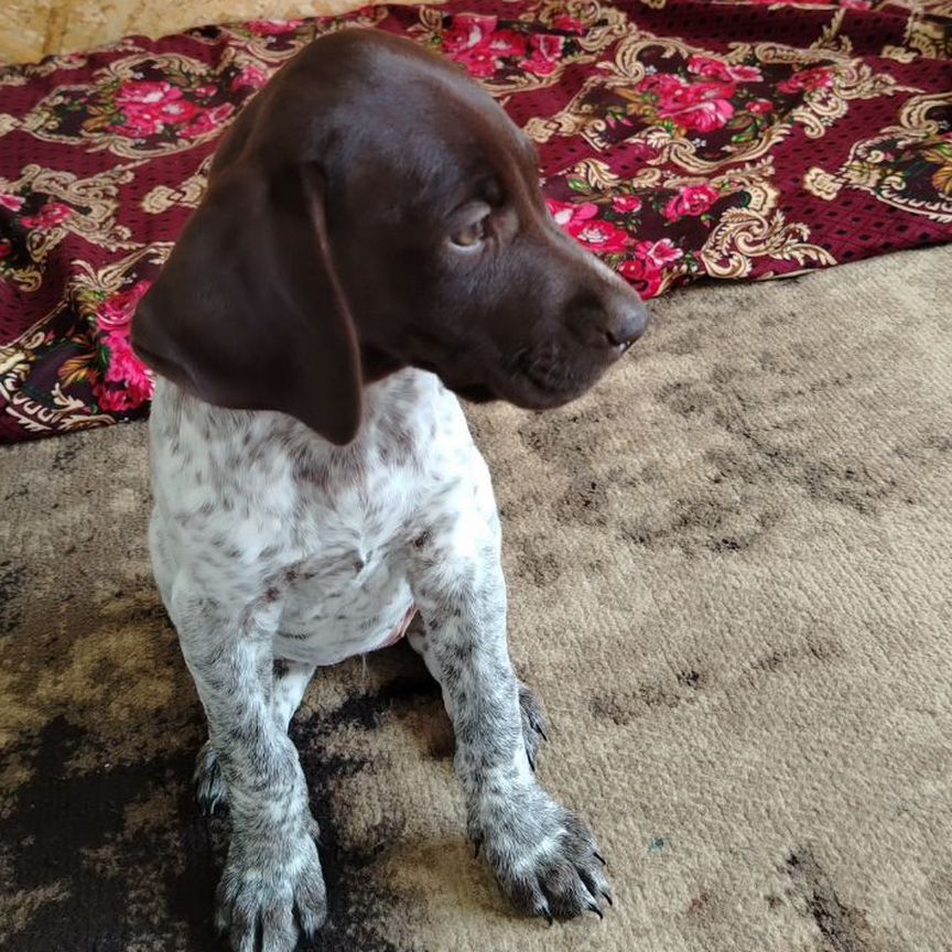 Щенки курцхаара