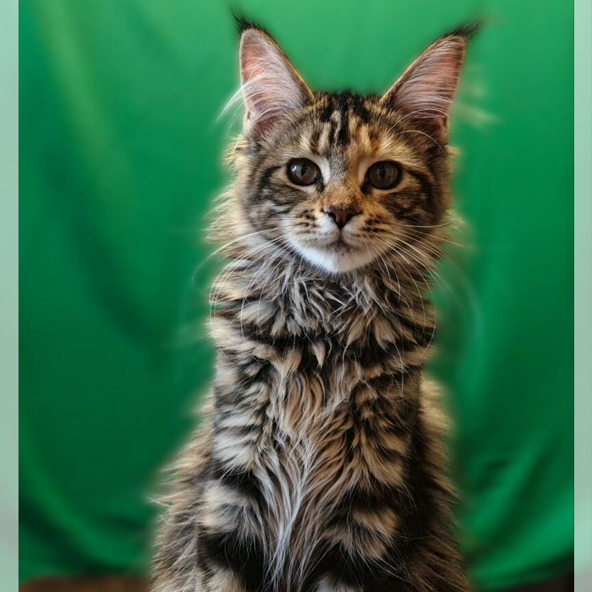 Мейн-кун котёнок