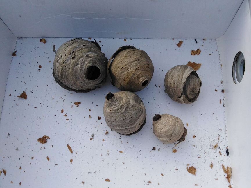 Осинный улий