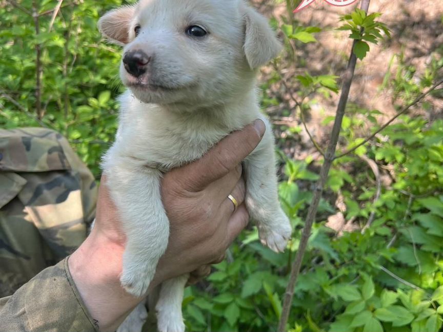 Щенки без породы