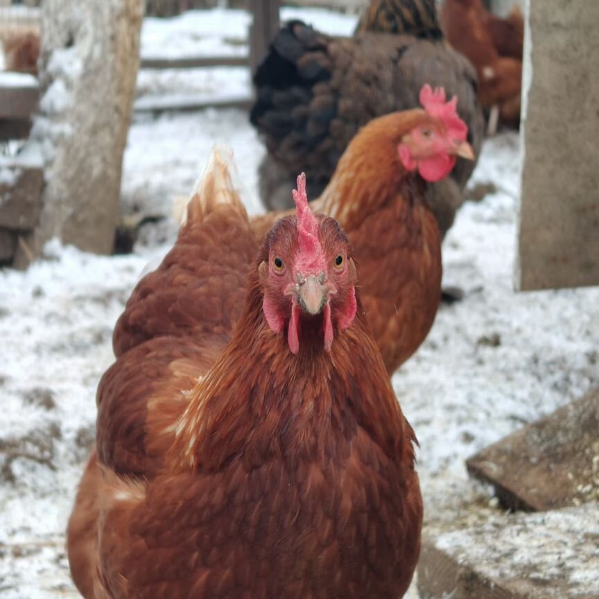 Куры несушки 1 год