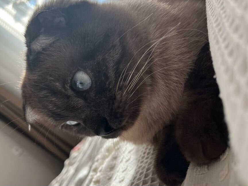 Продается породистый кот