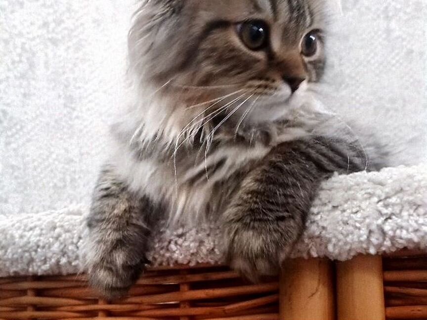 Шотландские котята